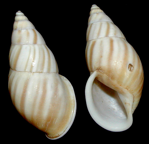 Amphidromus maculiferus (Sowerby, 1838)